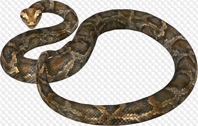 45 PNG, Amusing snakes PNG on transparent background