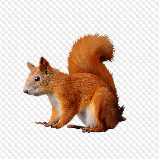 24 PNG, Autumn Little squirrels on transparent background