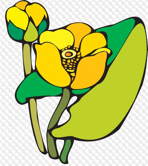 Flowers PNG, collection graphics with transparent background