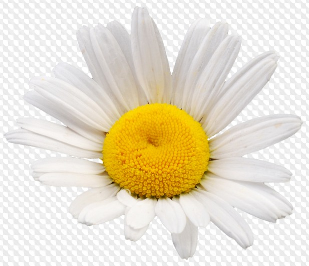 Updated: 104 PNG, Daisy flowers, daisies on the grass, daisies and ...