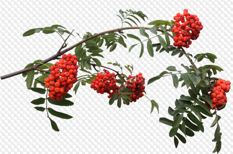 Autumn berries png, Autumn nuts png ( free 107 PNG )