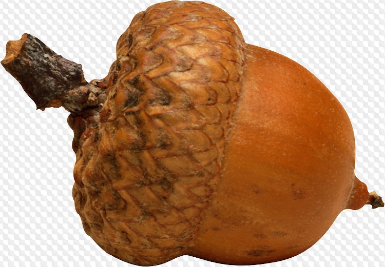 Autumn berries png, Autumn nuts png ( free 107 PNG )