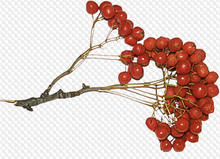 Autumn berries png, Autumn nuts png ( free 107 PNG )
