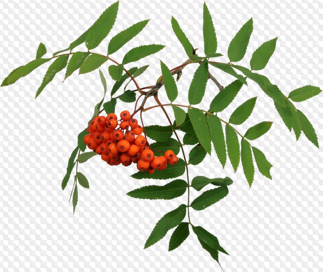 Autumn berries png, Autumn nuts png ( free 107 PNG )