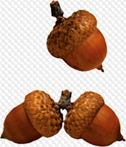Autumn berries png, Autumn nuts png ( free 107 PNG )