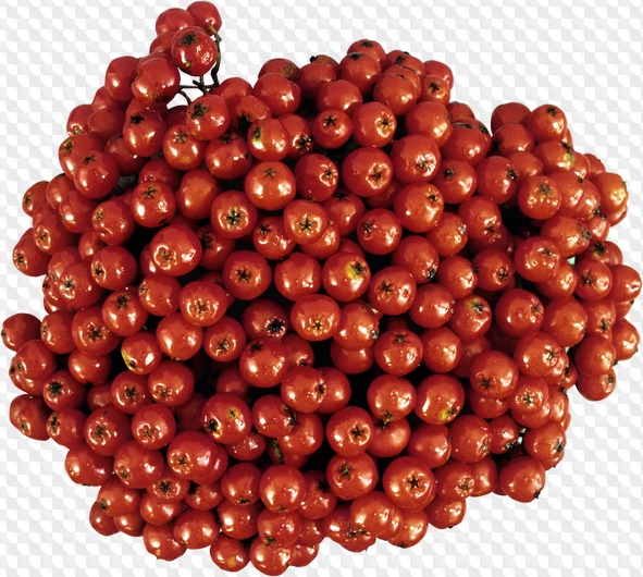 Autumn berries png, Autumn nuts png ( free 107 PNG )
