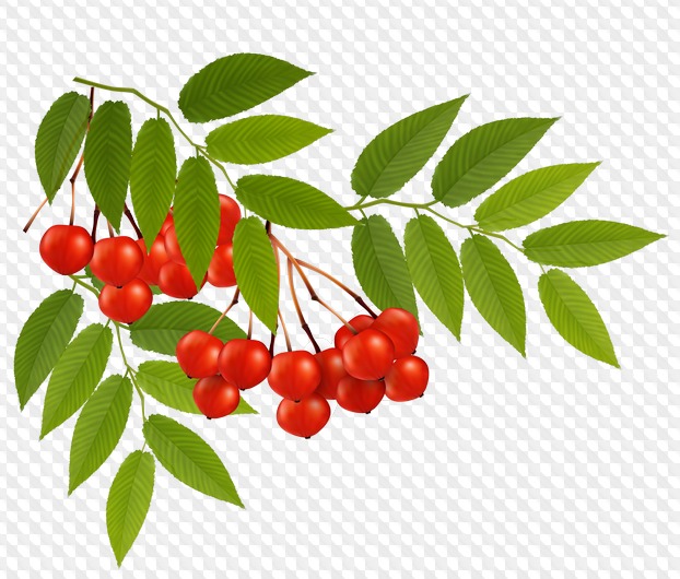 Autumn berries png, Autumn nuts png ( free 107 PNG )