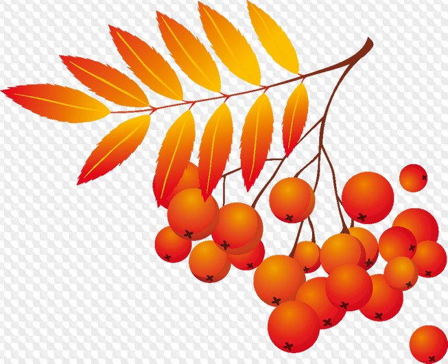 Autumn berries png, Autumn nuts png ( free 107 PNG )