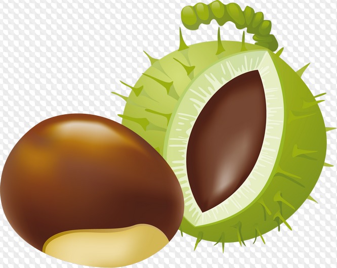 Autumn berries png, Autumn nuts png ( free 107 PNG )