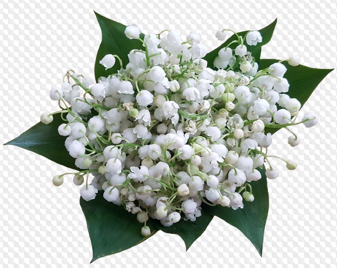 PSD, 10 PNG, Bouquets of early spring flowers on transparent background