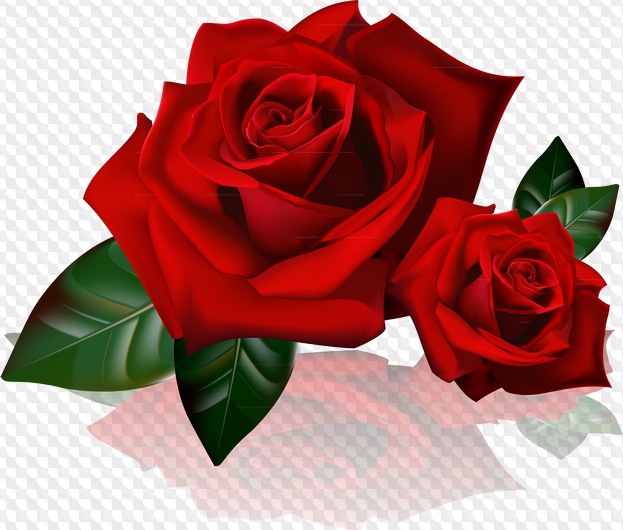 Rose Clipart with transparent background