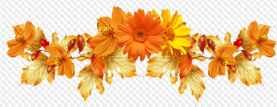 Aktualisiert, Gerbera: Blätter, Blüten, Ränder, Rahmen, PNG-Bilder ...