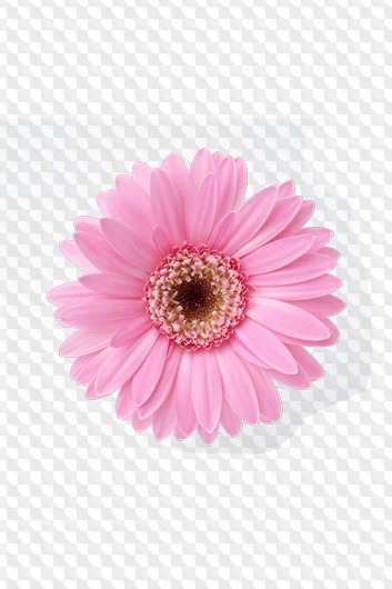 40 PNG, The Magic World of Flowers - Flowers PNG