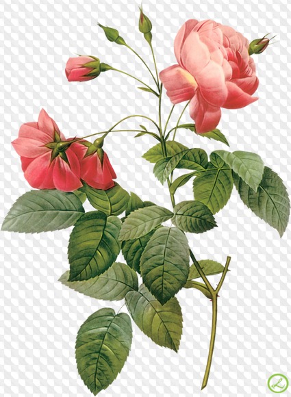 Updated: Layered PSD, 14 PNG, Vintage bouquets of roses on transparent ...