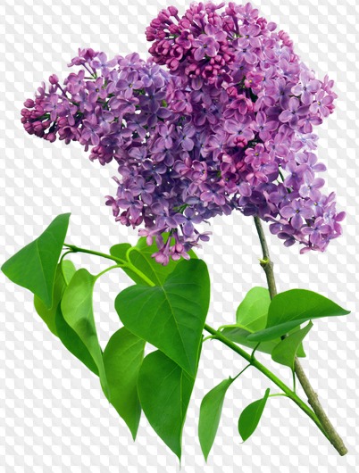 Lilac Flowers with transparent background ( PSD | 10 PNG ) Download