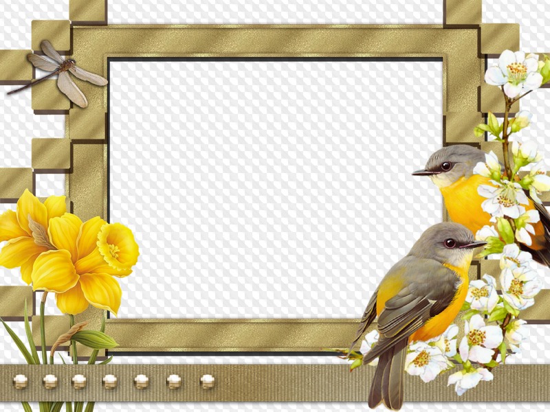 Flowers and Birds, Photo Frames PSD, PNG