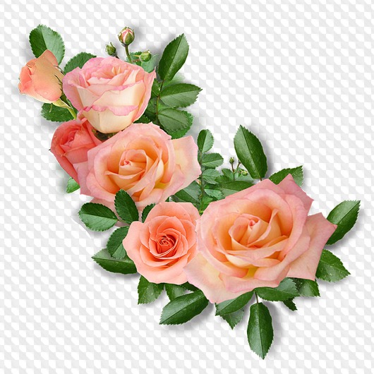 8 PNG, peach roses, corners, compositions, decorative elements on a ...