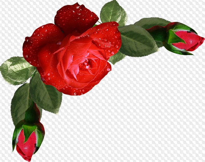 14 PNG, Corners of yellow, red, pink roses on transparent background