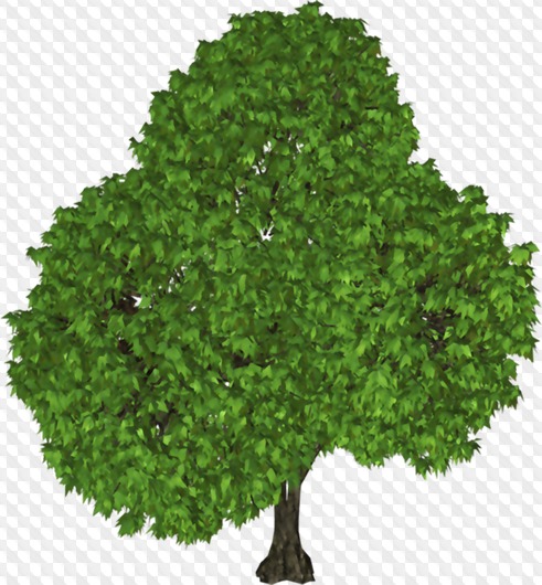 Painted trees png on a transparent background