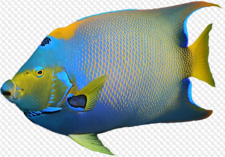 PSD, 23 PNG, Tropical fish on transparent background