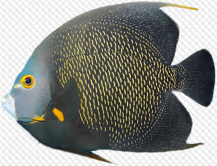 PSD, 23 PNG, Tropical fish on transparent background
