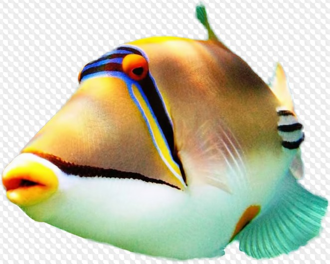 PSD, 23 PNG, Tropical fish on transparent background