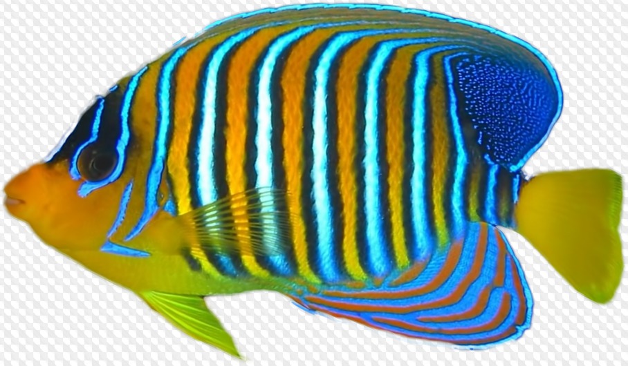 PSD, 23 PNG, Tropical fish on transparent background