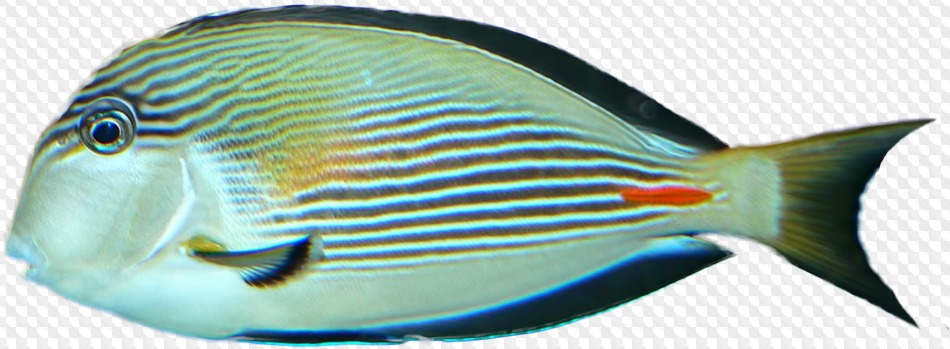 PSD, 23 PNG, Tropical fish on transparent background
