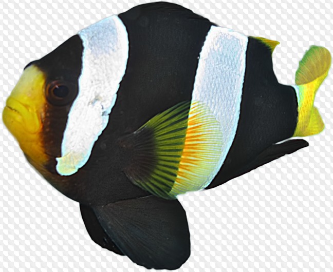 PSD, 23 PNG, Tropical fish on transparent background