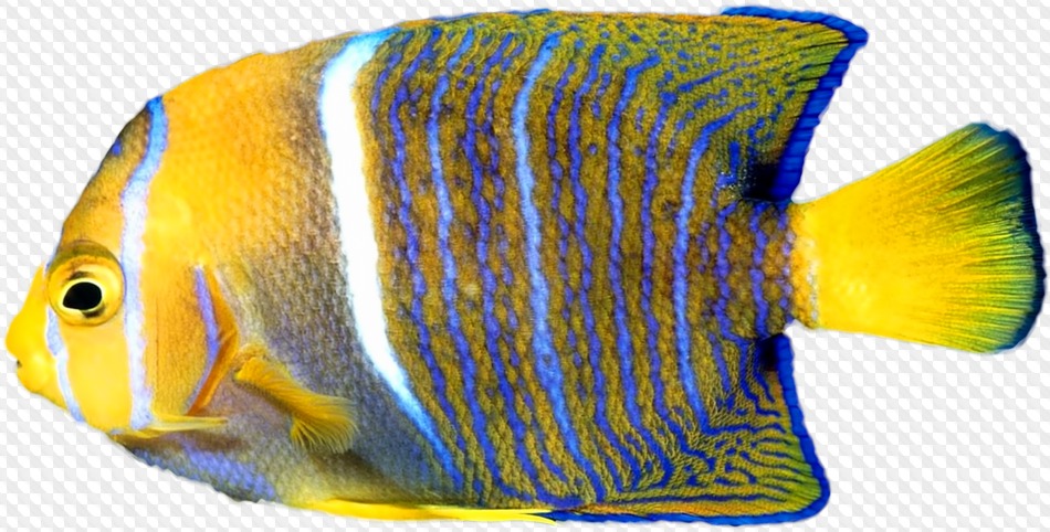 PSD, 23 PNG, Tropical fish on transparent background