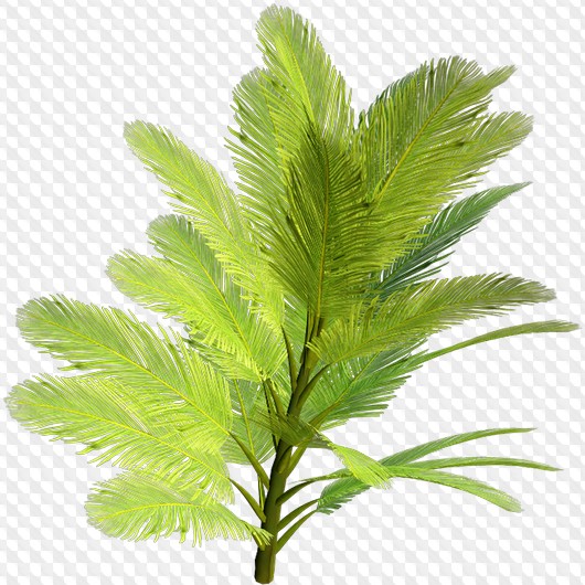 95 PNG, Tropics png images - tropical flowers png, birds, palm trees ...