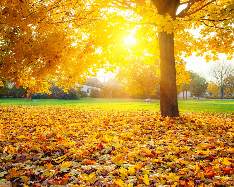 Autumn backgrounds, 90 images, free download