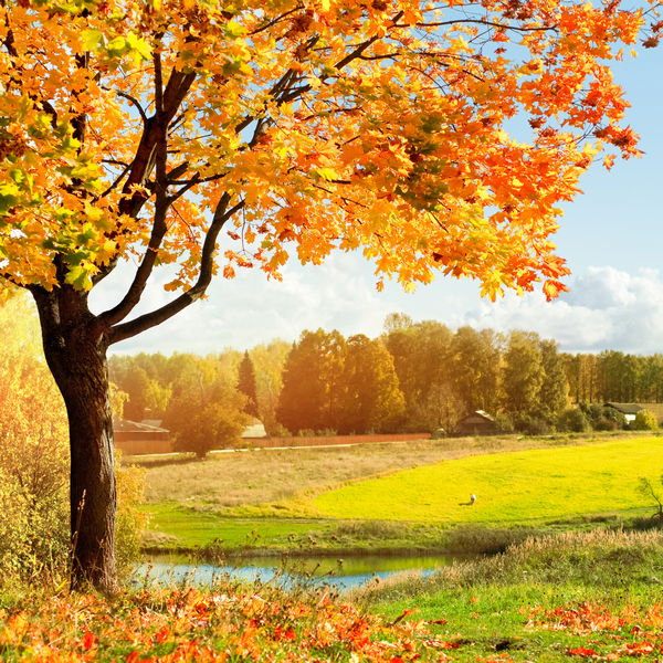 Autumn backgrounds, 90 images, free download