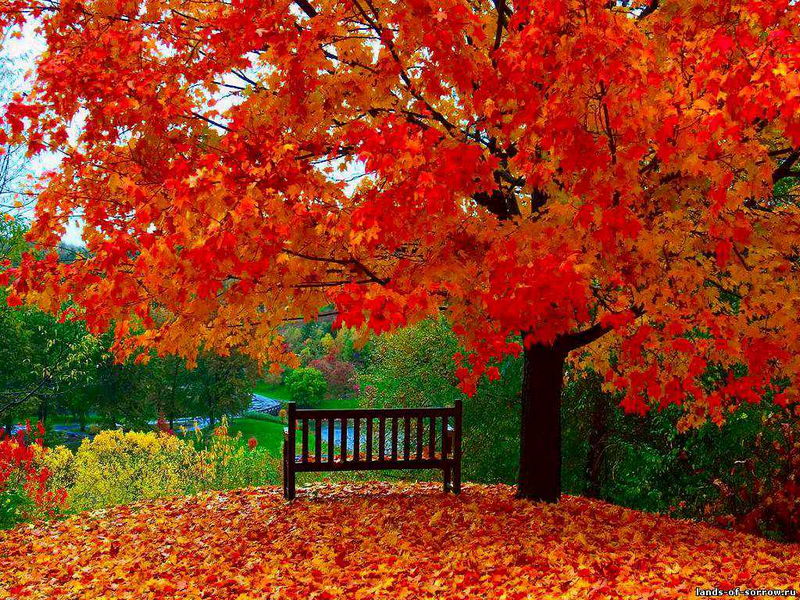 Autumn backgrounds, 90 images, free download