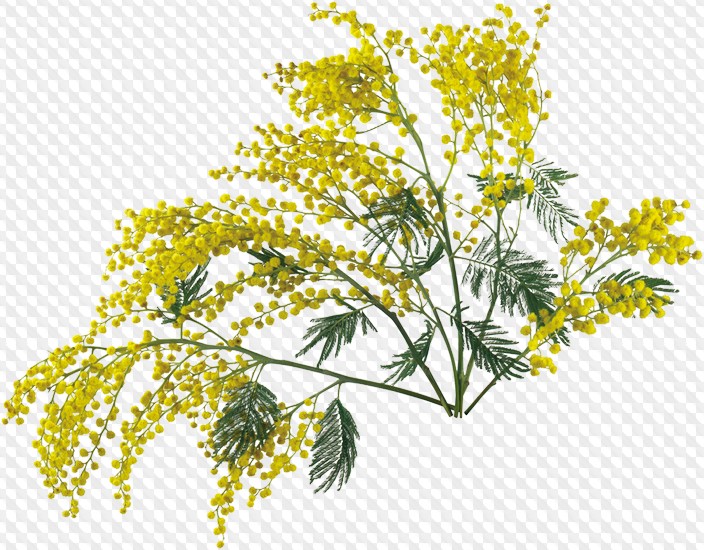 22 PNG, flores de primavera, Mimoza, imágenes con fondo transparente