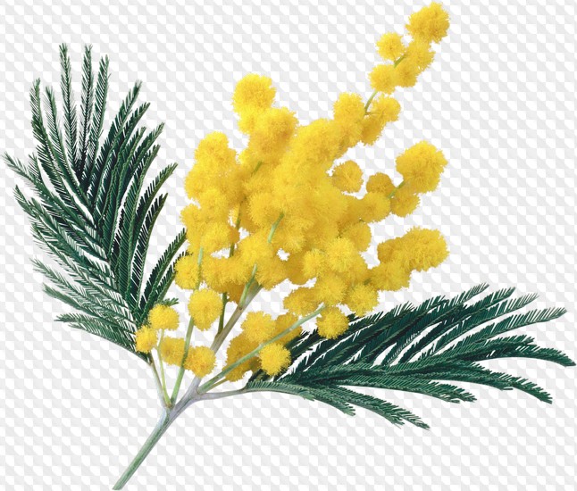 22 PNG, flores de primavera, Mimoza, imágenes con fondo transparente