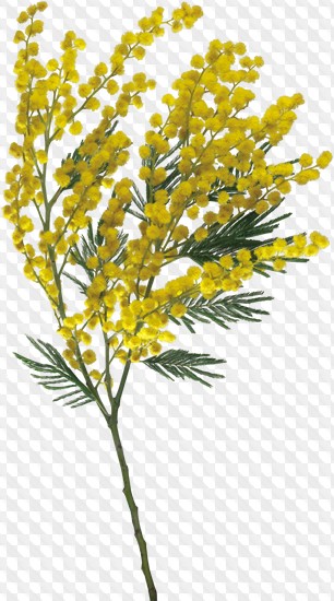 22 PNG, flores de primavera, Mimoza, imágenes con fondo transparente