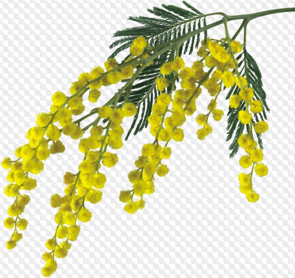 22 PNG, flores de primavera, Mimoza, imágenes con fondo transparente