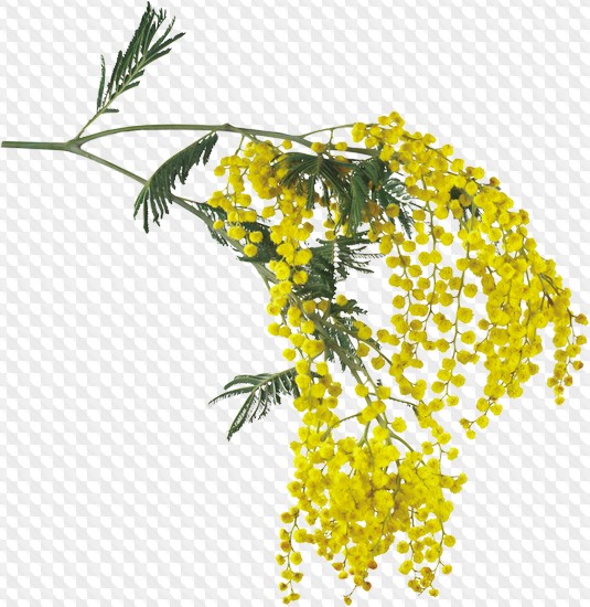 22 PNG, flores de primavera, Mimoza, imágenes con fondo transparente
