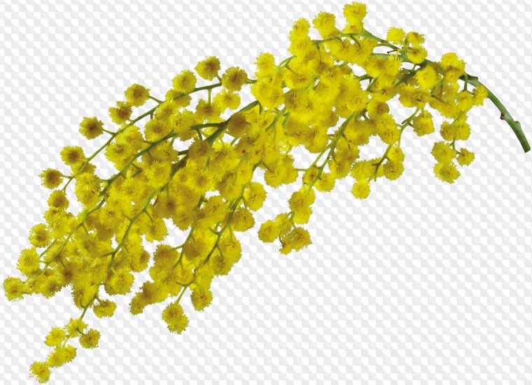 22 PNG, flores de primavera, Mimoza, imágenes con fondo transparente