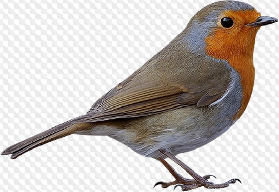 PSD, 10 PNG, robins on transparent background