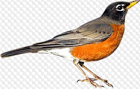 PSD, 11 PNG, Robin, birds on a transparent background
