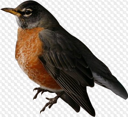 PSD, 11 PNG, Robin, birds on a transparent background