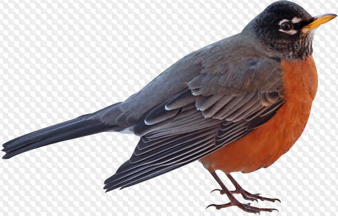 PSD, 11 PNG, Robin, birds on a transparent background