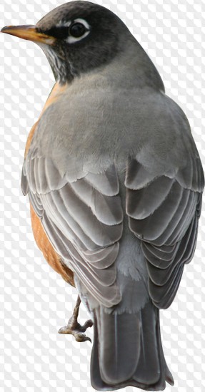PSD, 11 PNG, Robin, birds on a transparent background