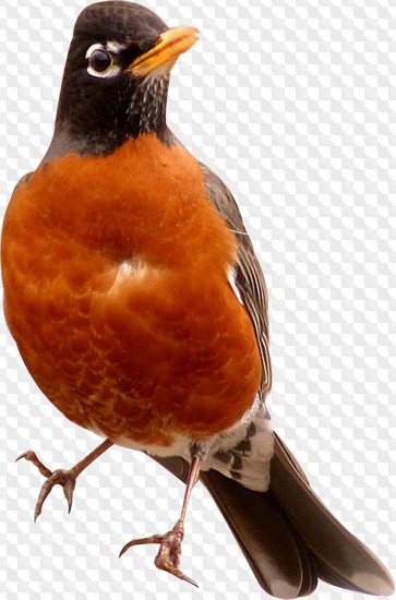 PSD, 11 PNG, Robin, birds on a transparent background