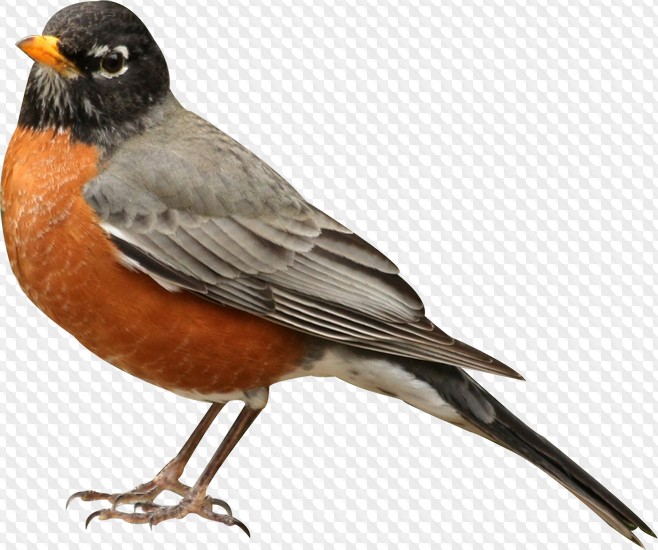 PSD, 11 PNG, Robin, birds on a transparent background