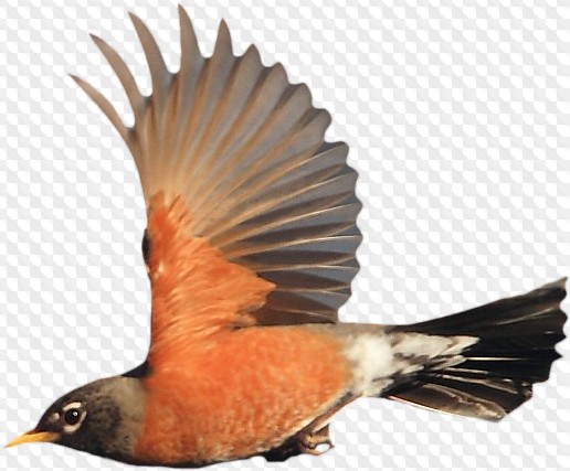 PSD, 11 PNG, Robin, birds on a transparent background