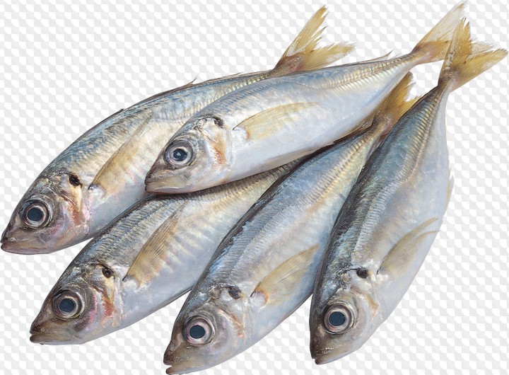Sea fish png, River fish png, 40 images, download