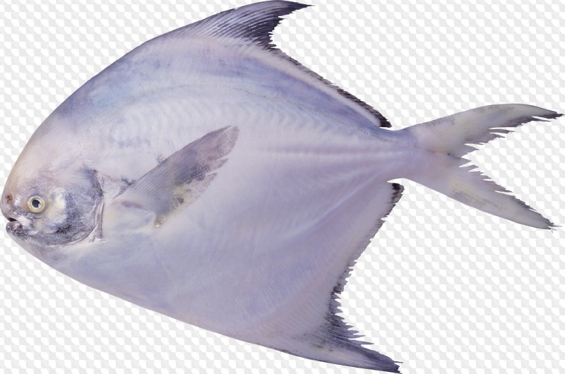 Sea fish png, River fish png, 40 images, download
